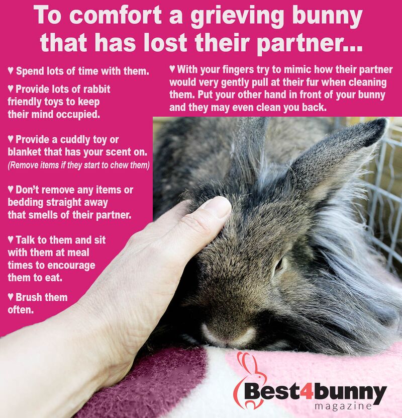 Losing a rabbit - WabbitWiki