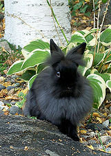 Rabbit breeds around the world - WabbitWiki