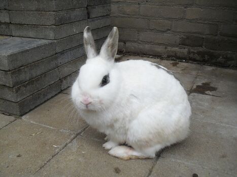 Vienna-marked rabbits - WabbitWiki