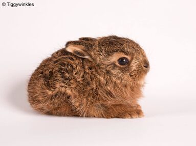 Wild rabbits - WabbitWiki