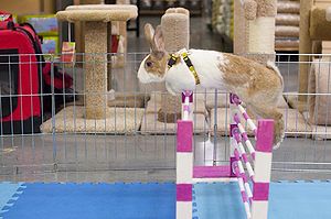 Agility with rabbits - WabbitWiki