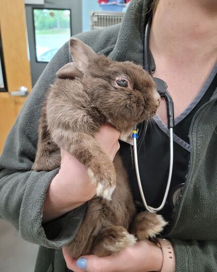 Spaying and neutering rabbits - WabbitWiki