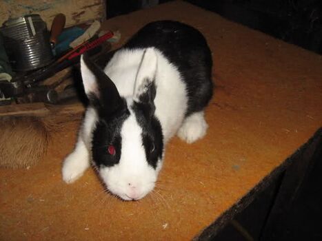 Vienna-marked rabbits - WabbitWiki