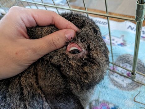 Veterinary emergencies - WabbitWiki