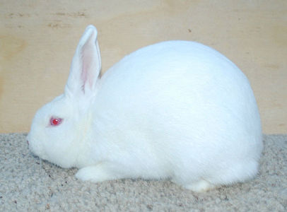 Rabbit breeds around the world - WabbitWiki