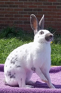 Rabbit breeds around the world - WabbitWiki
