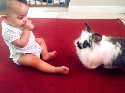 Relationships with rabbits - WabbitWiki