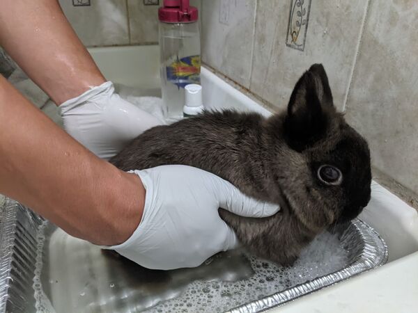 Bathing rabbits - WabbitWiki