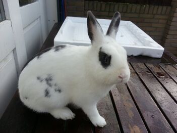 Vienna-marked rabbits - WabbitWiki