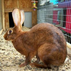 Rabbit breeds around the world - WabbitWiki
