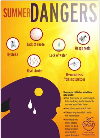Hot weather concerns - WabbitWiki