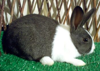 Rabbit breeds around the world - WabbitWiki