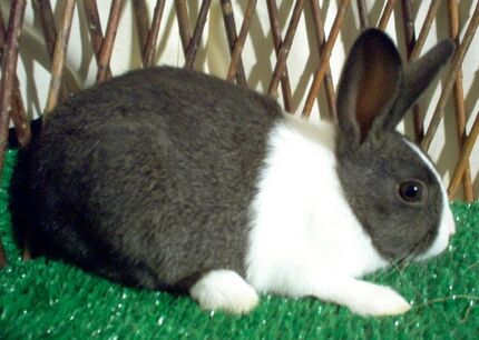 Rabbit coat genetics - WabbitWiki