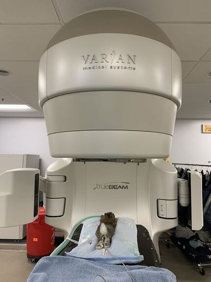 Thymoma - WabbitWiki