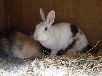 Vienna-marked rabbits - WabbitWiki