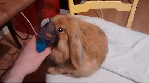 Medicating your rabbit - WabbitWiki