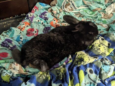 Understanding your rabbit - WabbitWiki