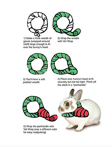 Spaying and neutering rabbits - WabbitWiki