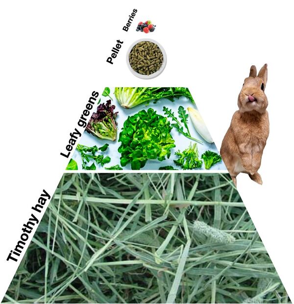 Diet - WabbitWiki