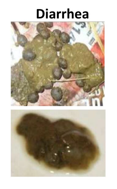 Rabbit poop - WabbitWiki