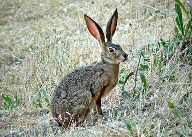 Wild rabbits - WabbitWiki