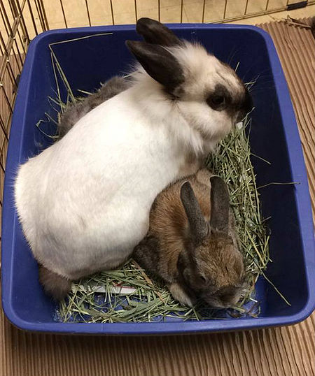 Bonding rabbits together - WabbitWiki