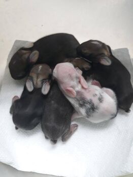 Wild rabbits - WabbitWiki