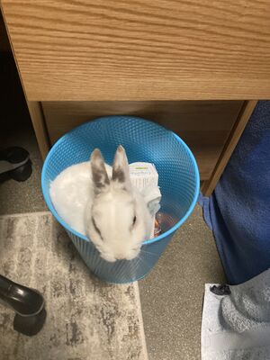 Rabbits in college - WabbitWiki
