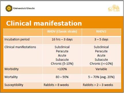 Rabbit hemorrhagic disease - WabbitWiki