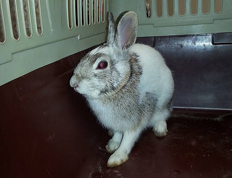 Wild rabbits - WabbitWiki