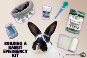 First aid kit for rabbits - WabbitWiki