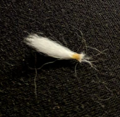 Hair - WabbitWiki