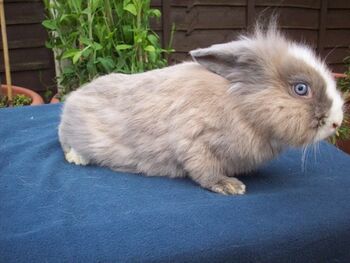 Vienna-marked rabbits - WabbitWiki