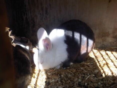 Vienna-marked rabbits - WabbitWiki