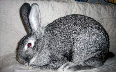 Rabbit breeds around the world - WabbitWiki