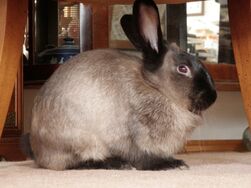 Rabbit breeds around the world - WabbitWiki