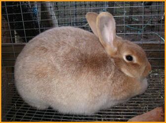 Rabbit breeds around the world - WabbitWiki