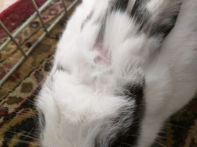 Fur loss - WabbitWiki