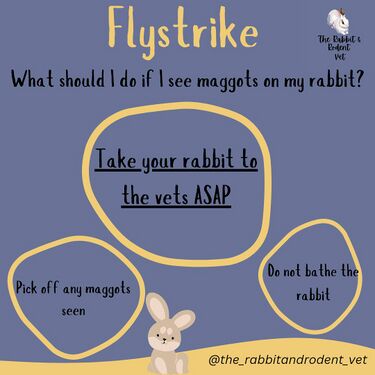 Flystrike - WabbitWiki