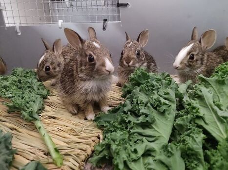 Wild rabbits - WabbitWiki