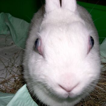 Thymoma - WabbitWiki