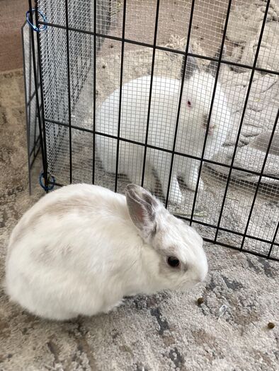 Rabbits in college - WabbitWiki