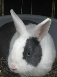 Vienna-marked rabbits - WabbitWiki