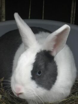 Vienna-marked rabbits - WabbitWiki